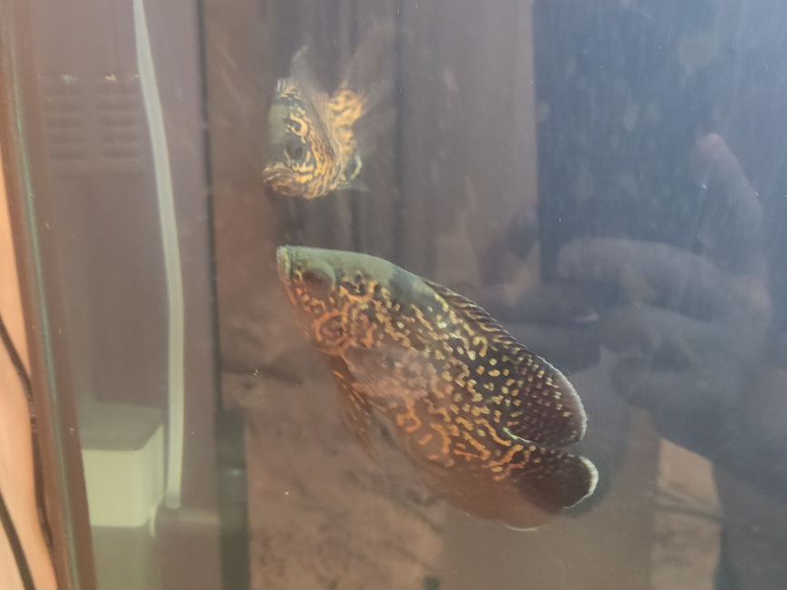 Аквариумные рыбки астронотус