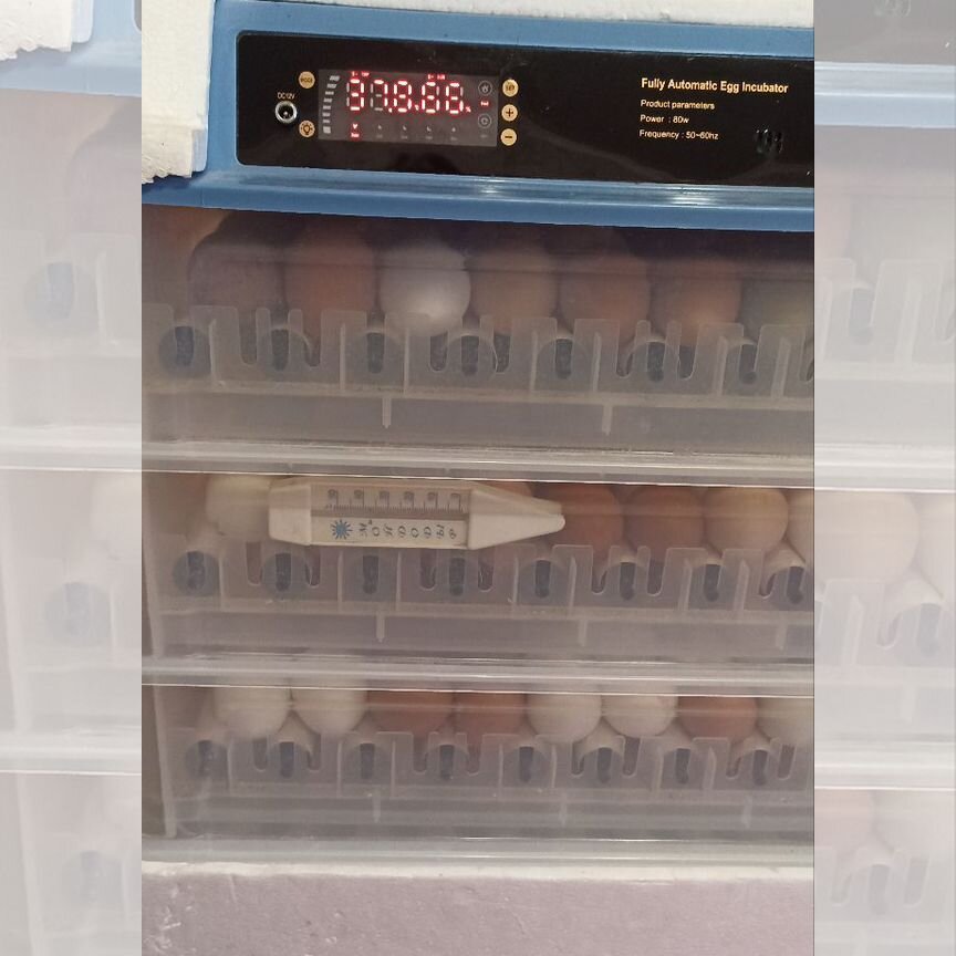Инкубатор для яиц автоматический бу