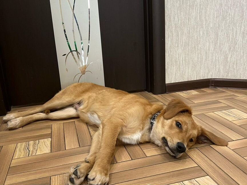 Щенок в добрые руки