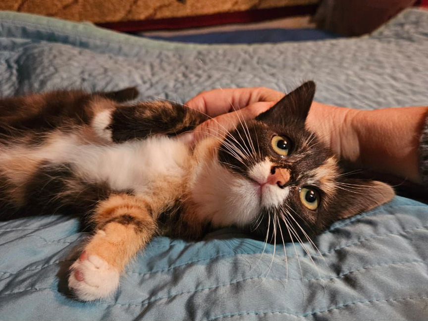 Котенок девочка2,5 месяца