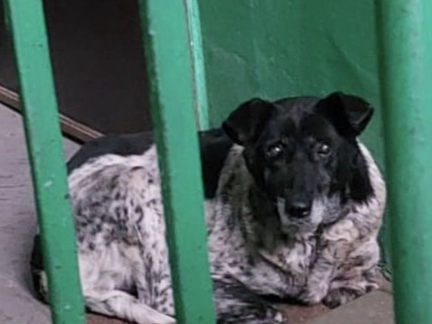 Люди помогите спасти собаку
