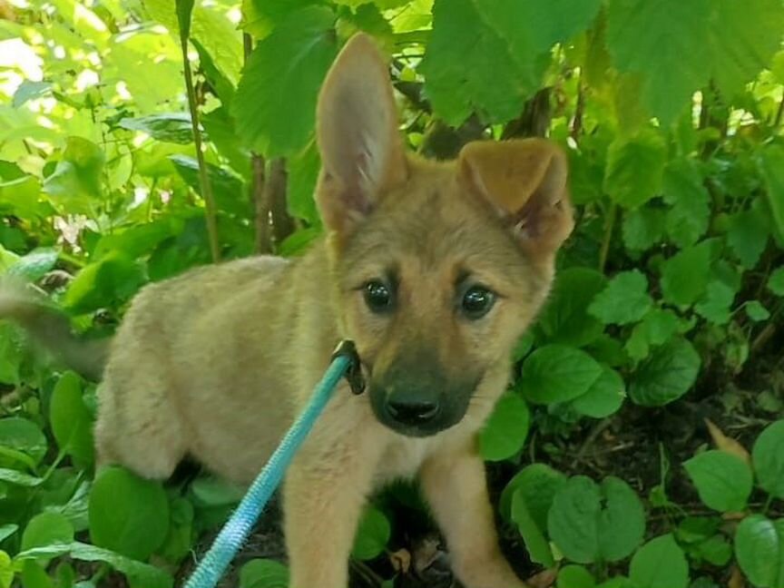 Щенок Зая в добрые руки бесплатно