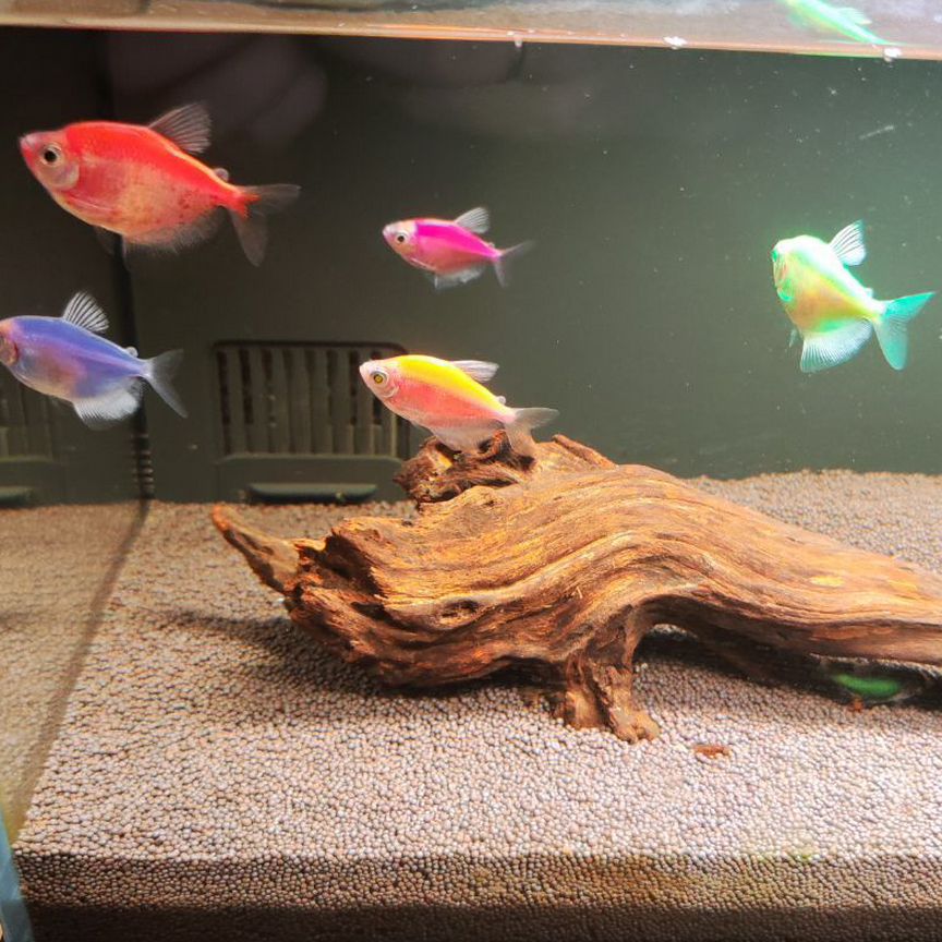 Аквариумные рыбки тернеции