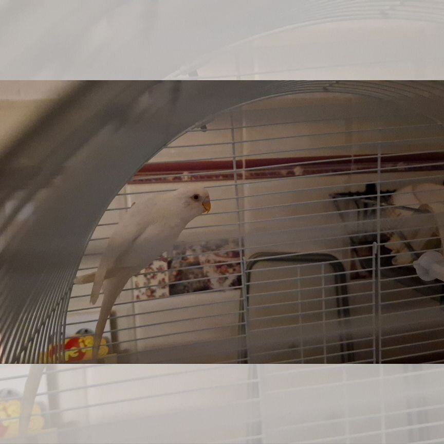 Волнистый попугай девочка, вместе с клеткой