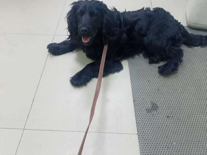 Русский спаниель