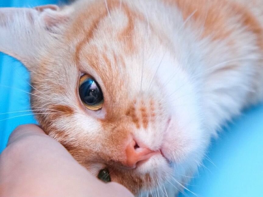 Замурррчательный котенок
