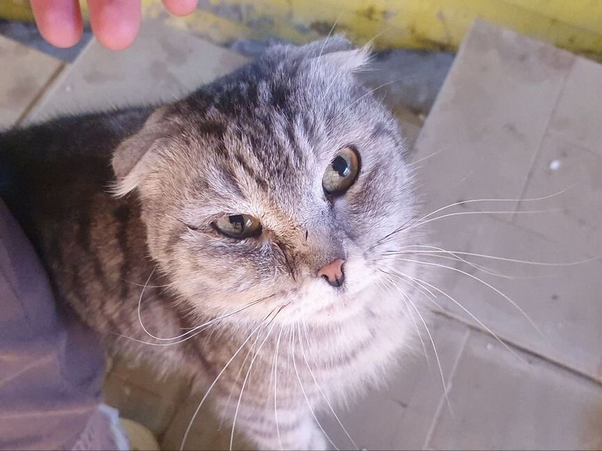 Шотландский вислоухий кот в дар