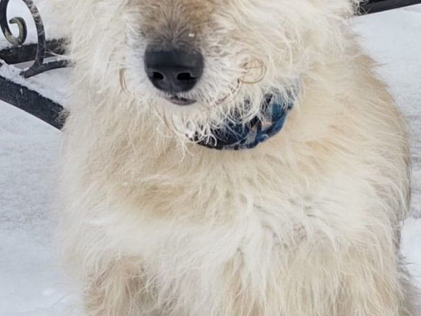 Бородатик ищет дом