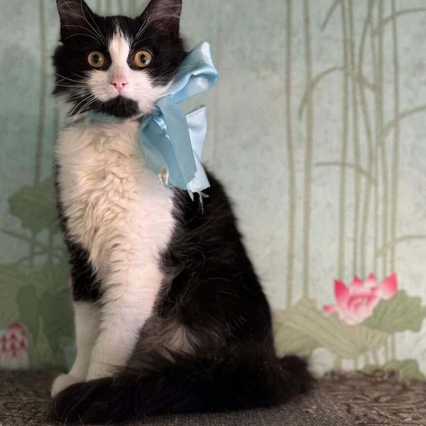 Котенок ищет дом