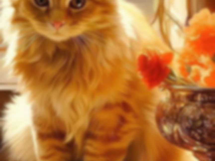 Британские котята рыжие