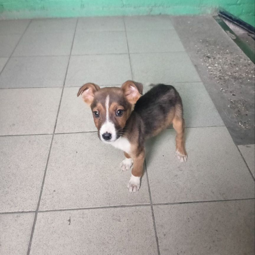 Маленькая собака в добрые руки