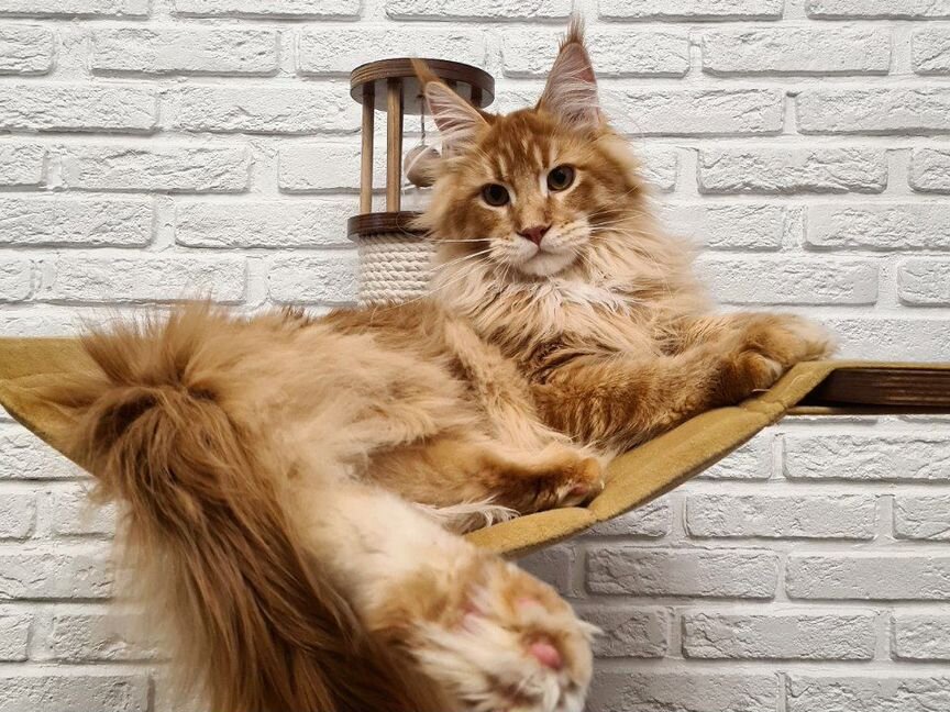 Мейн-кун кот рыжий