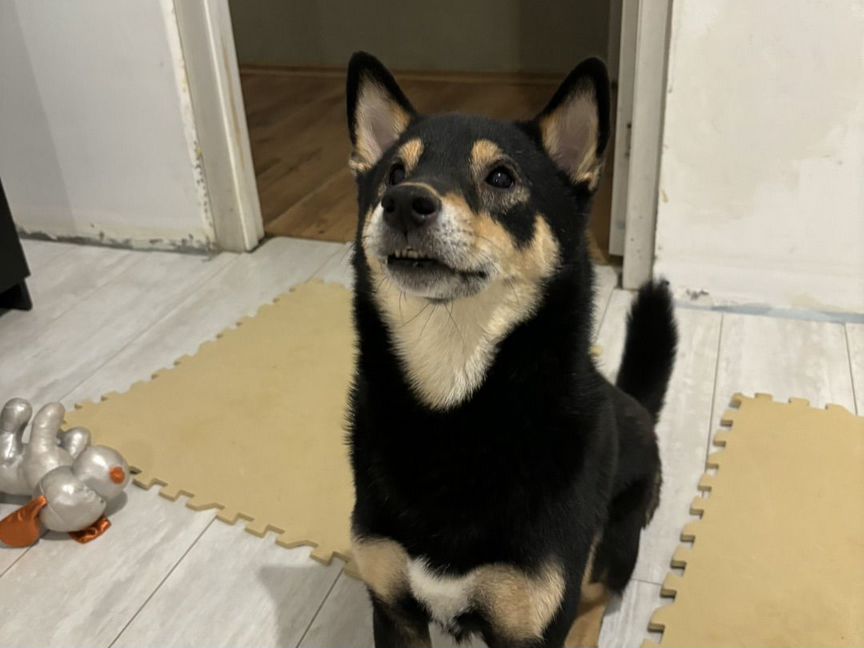 Сиба ину в добрые руки