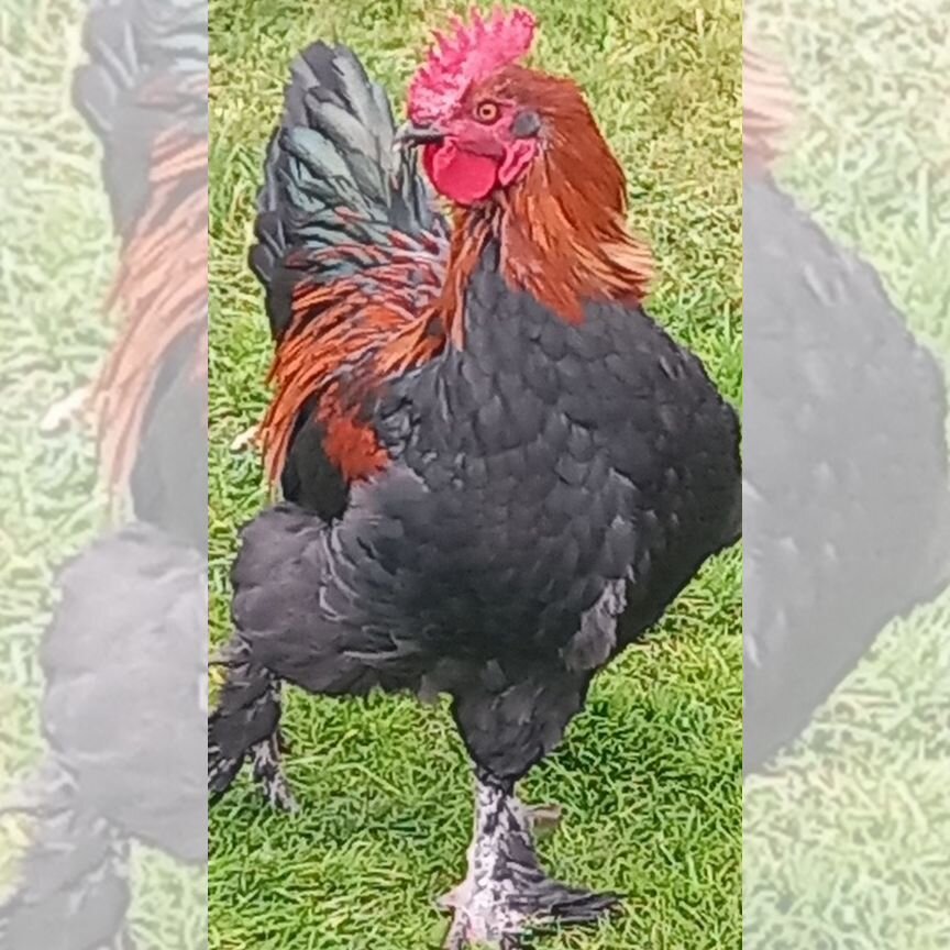 Молодые петухи