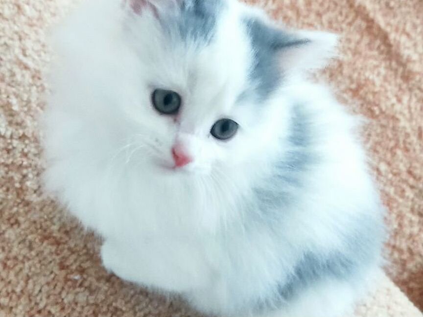 Отдам котенка в добрые руки