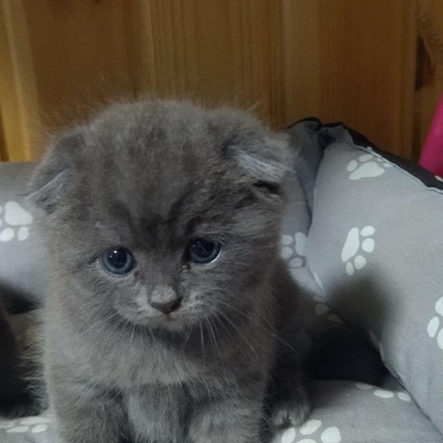 Британские вислоухие котята