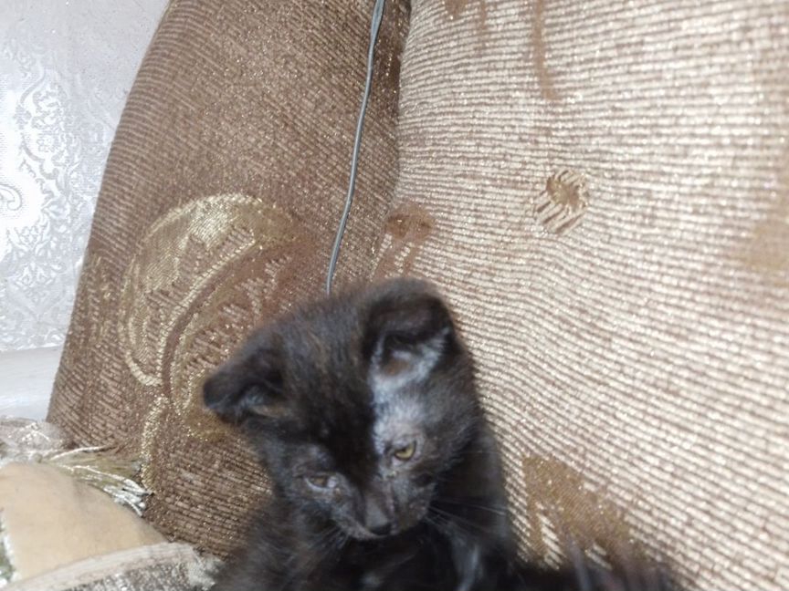 Котик вислоухий