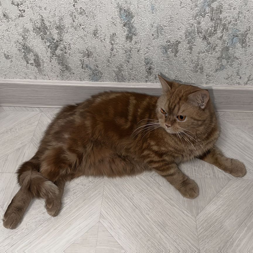 Британская длинношёрстная, взрослая кошка