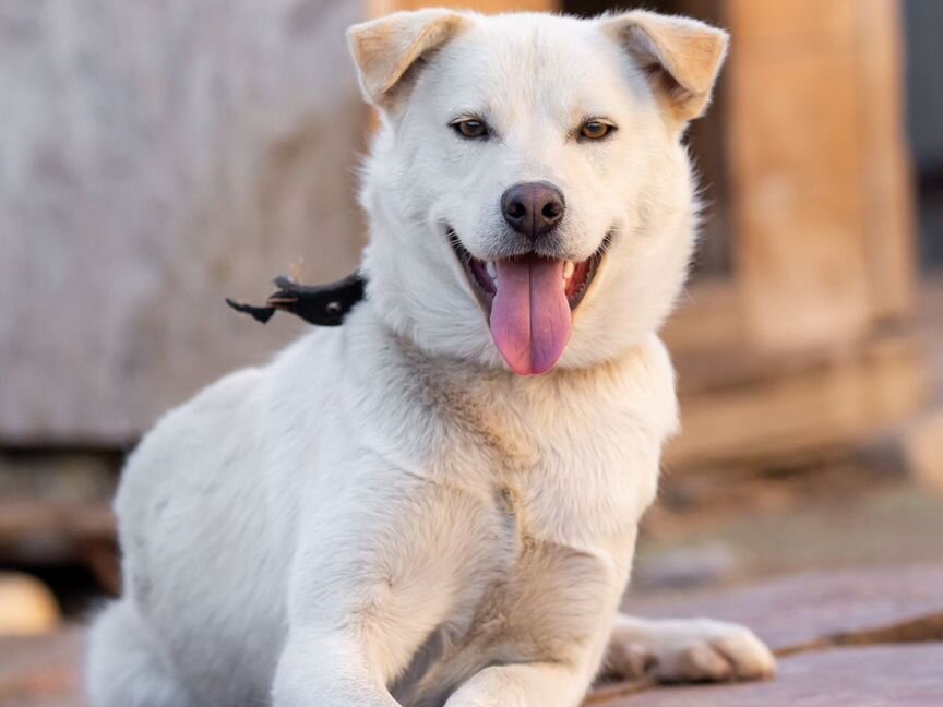 Собака в добрые руки