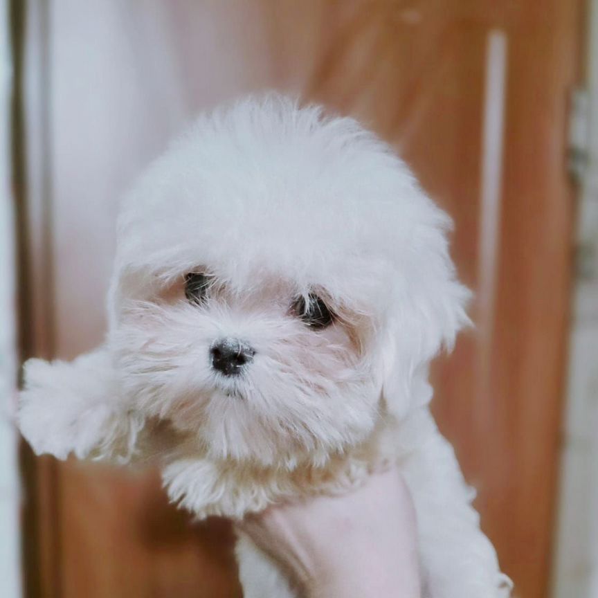 Мальтийская болонка, щенок