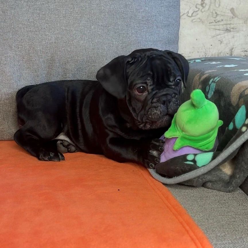 Французский бульдог, щенок