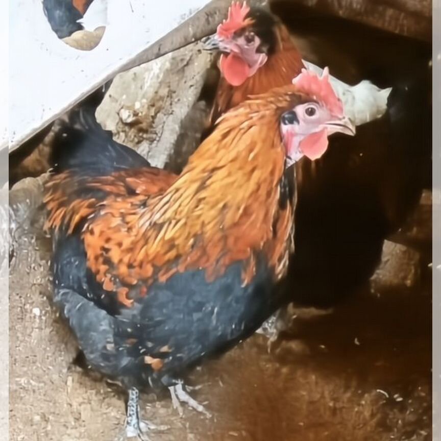 Продам петуха породы кучинский