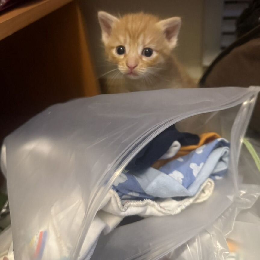 Котята от мейн куна