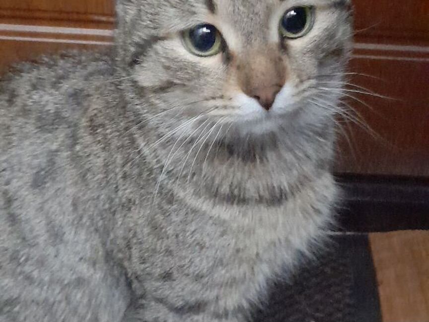 Кот