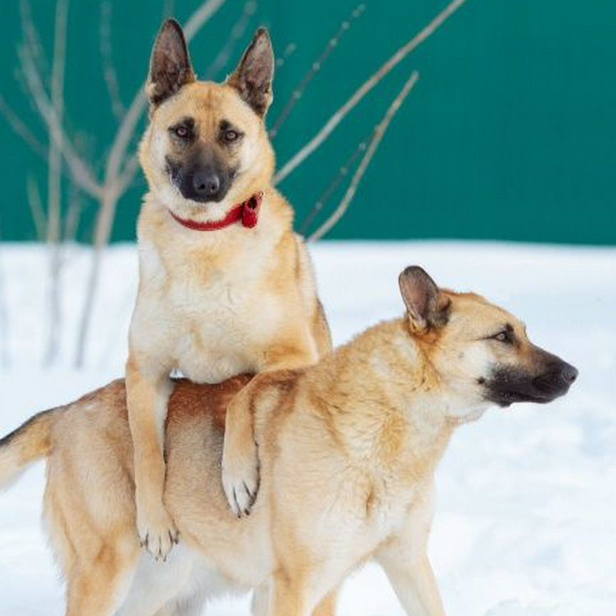 Взрослая собака из приюта