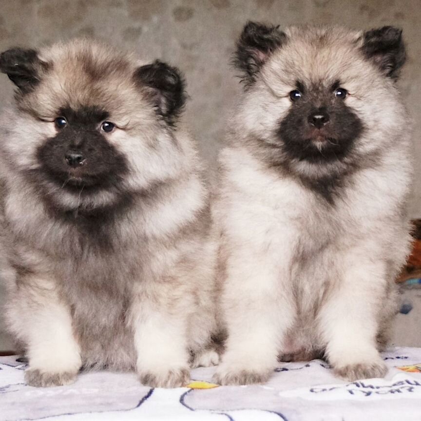 Щенки вольфшпиц