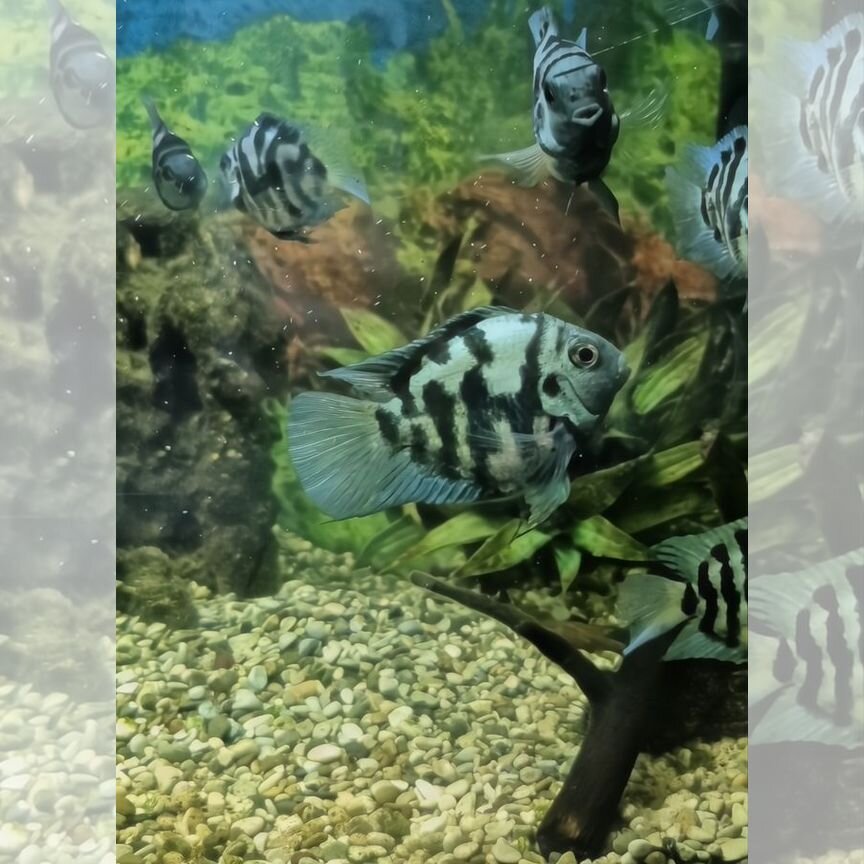 Рыбка сапфировый попугай