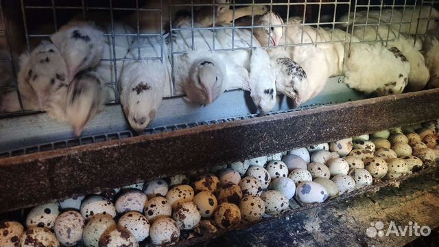 Самки перепелов