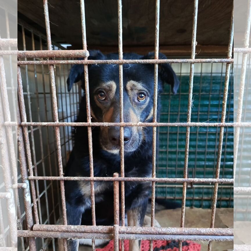Собаки из приюта