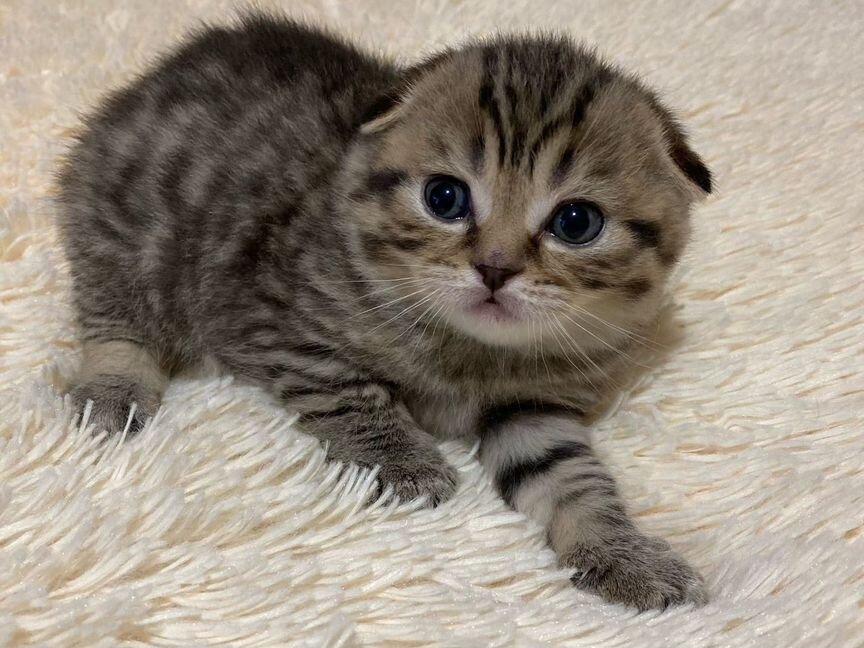 Шотландские малыши