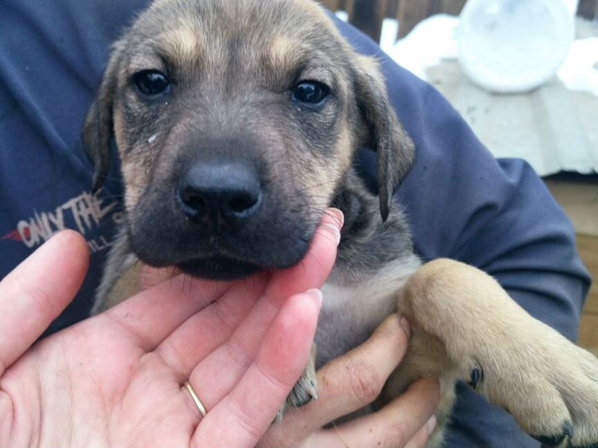 Щенок в добрые руки