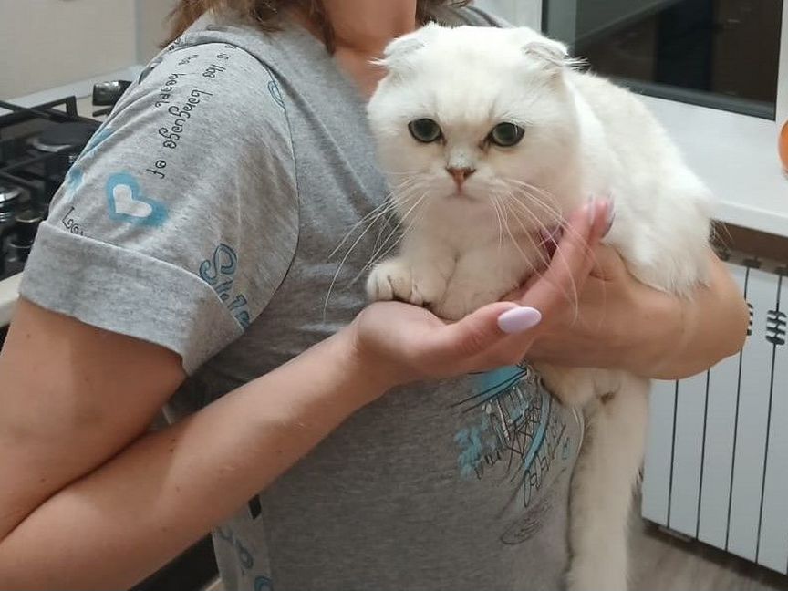 Шотландский вислоухий кот