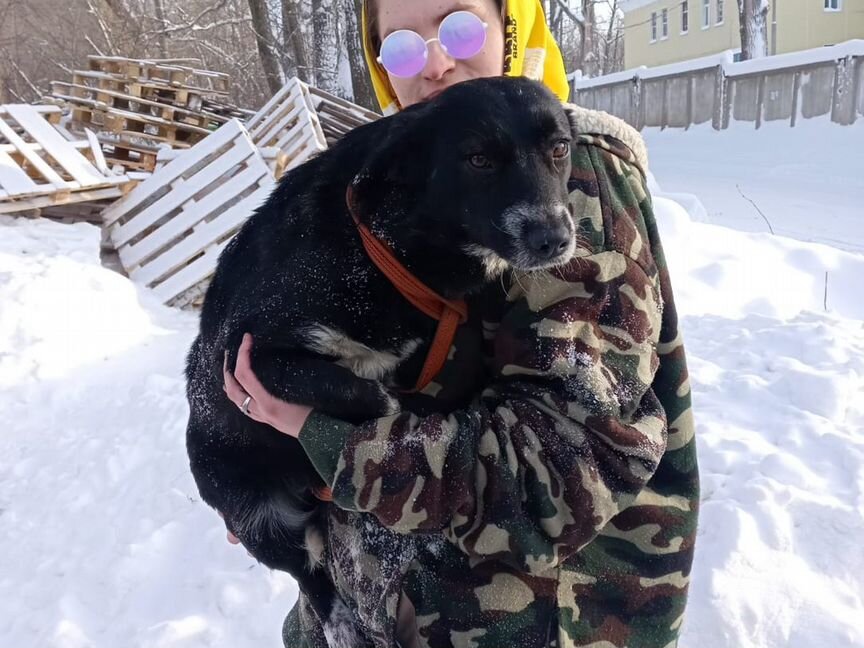 Собачка Даша в хорошую семью бесплатно