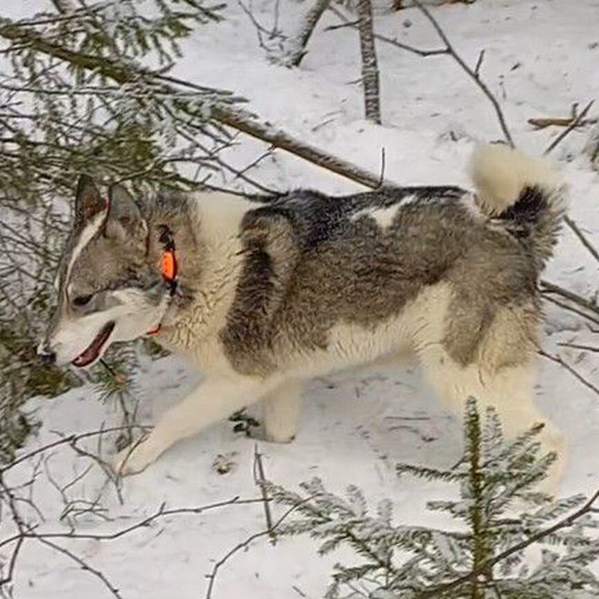 Западносибирская лайка, взрослая собака