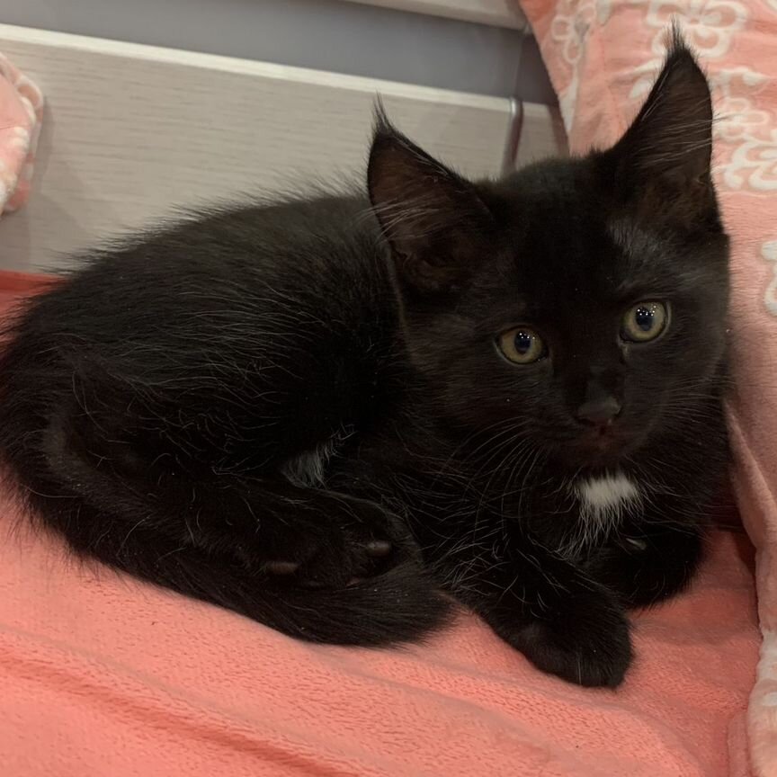 Мейн-кун котёнок