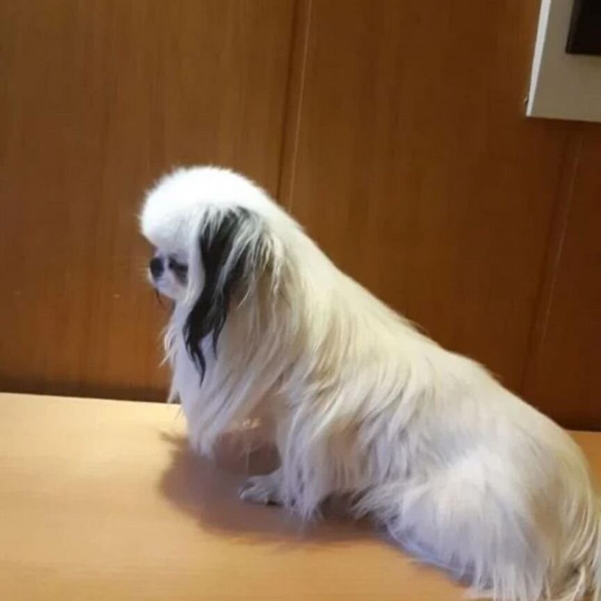 Японский Хин жених