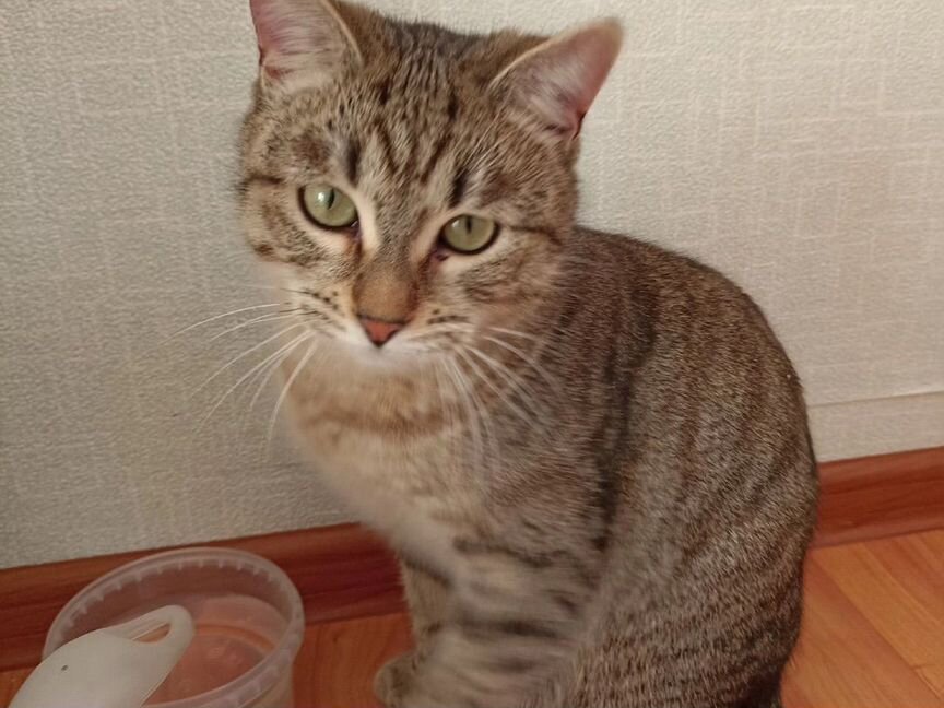 Котик который немного грустит