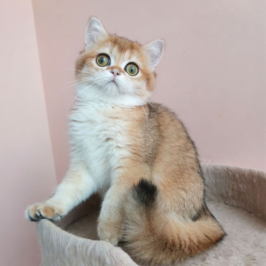 Глазастая девчуля