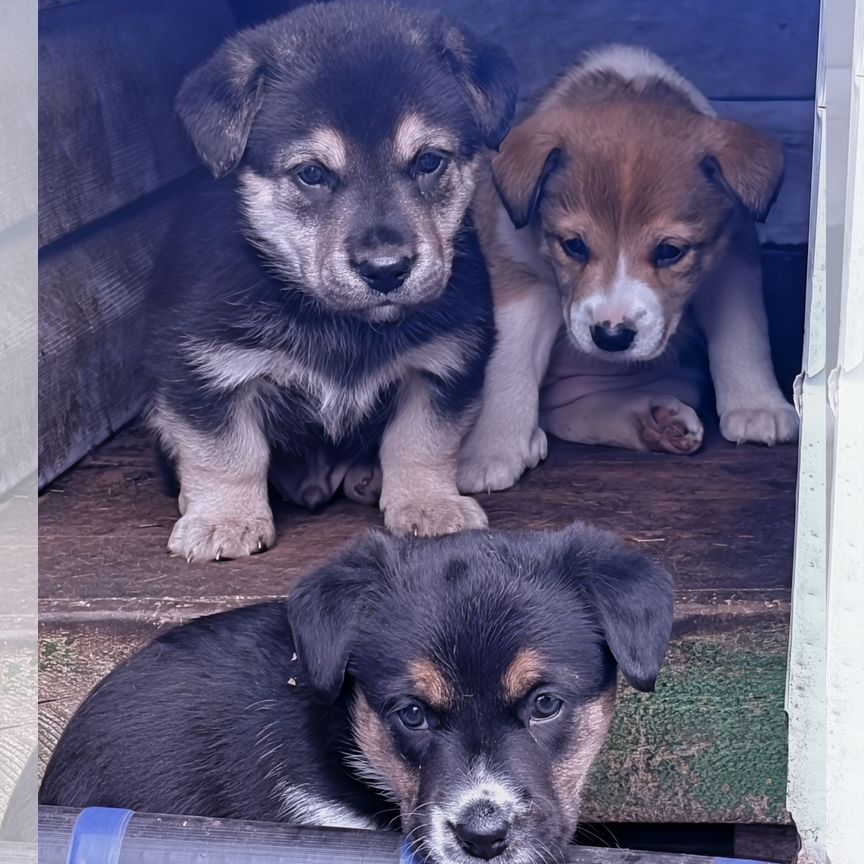 Щенок в добрые руки