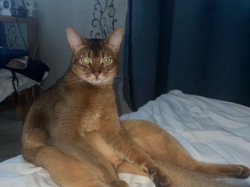 Абиссинский кот Тишка
