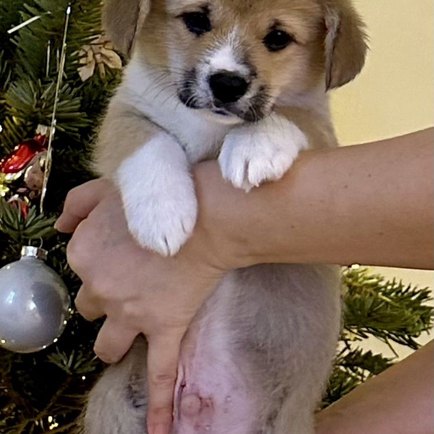 Вельш Корги Пемброк, щенок