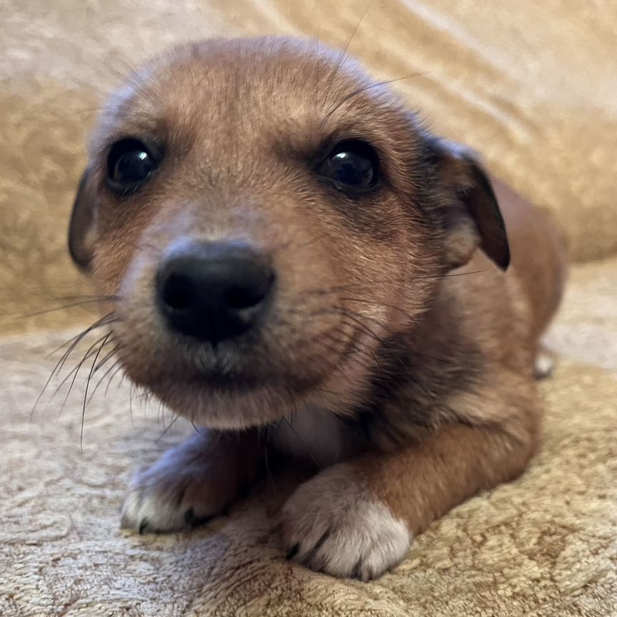 Щеночек в добрые руки