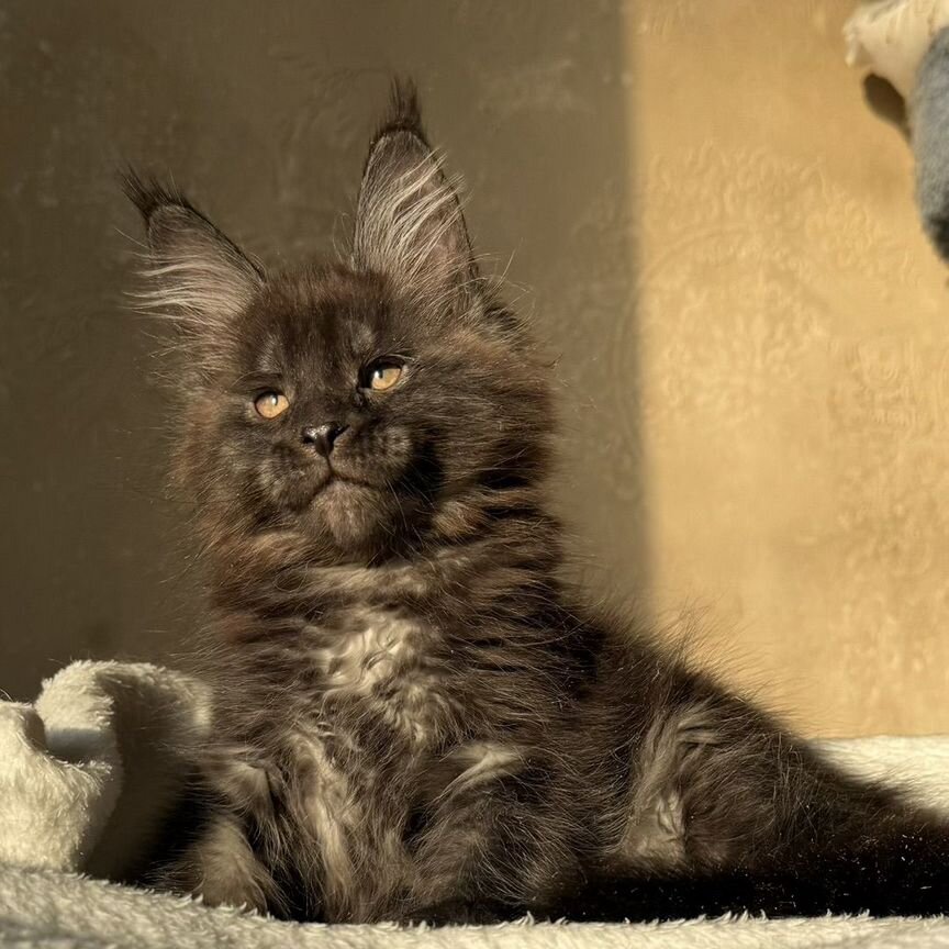 Мейн-кун котёнок