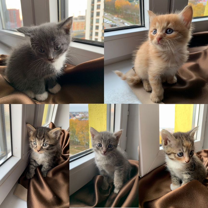 Котята в добрые руки