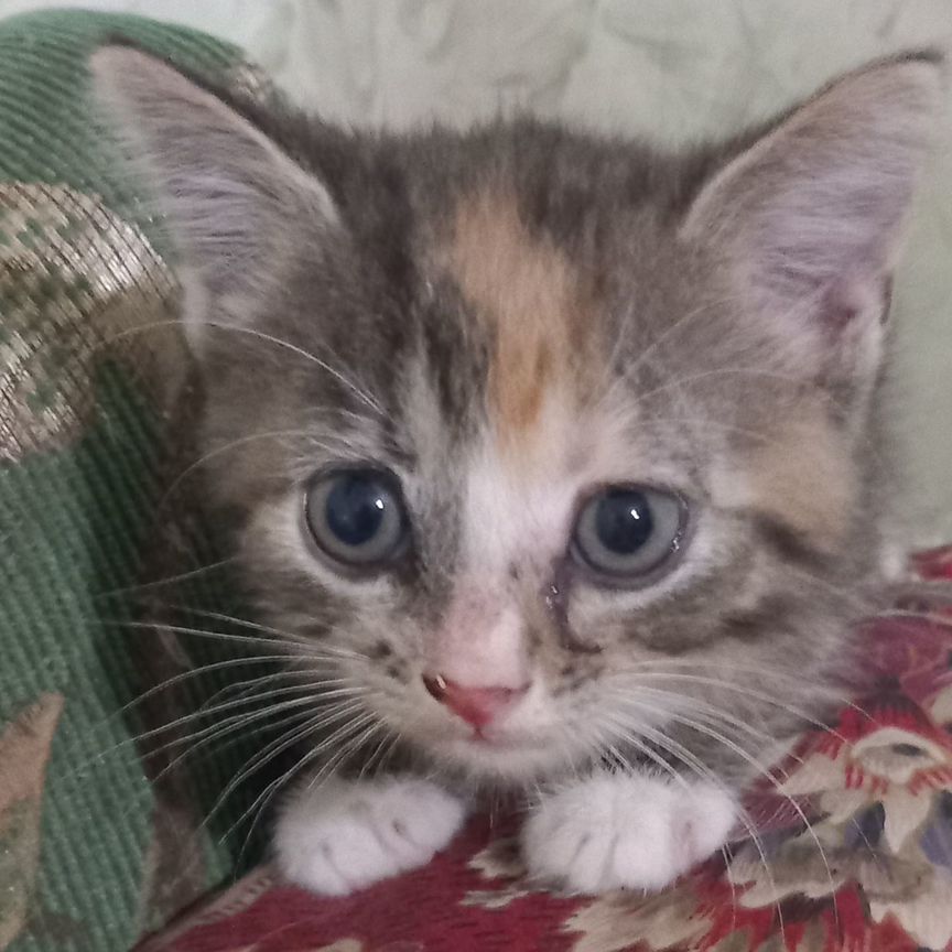 Котята в добрые руки бесплатно девочка