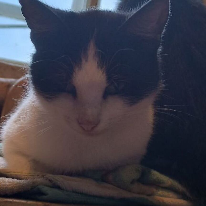 Взрослая кошка в добрые руки